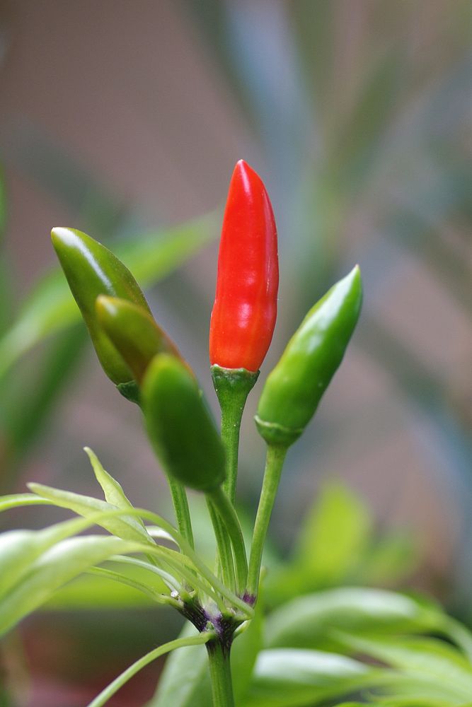 Diese Pfefferoni haben so richtig Feuer! Foto & Bild | stillleben, food ...