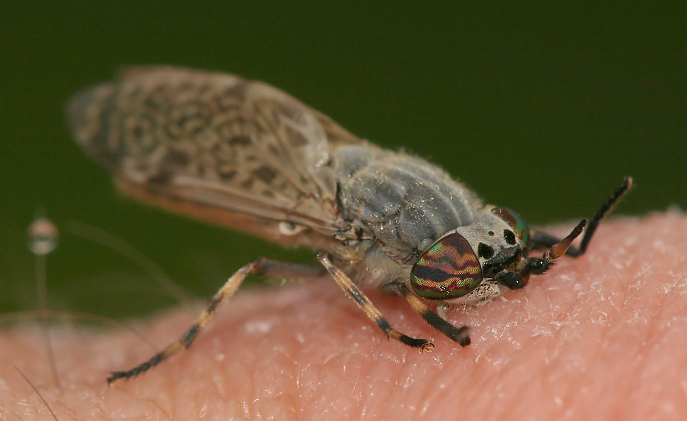 Diese Regenbremse Foto & Bild | tiere, wildlife, insekten Bilder auf ...