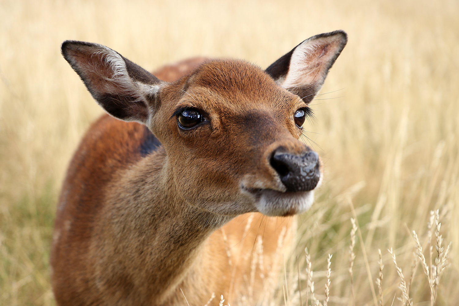 Diese Reh-Augen... Foto & Bild | deutschland, europe, sachsen Bilder ...