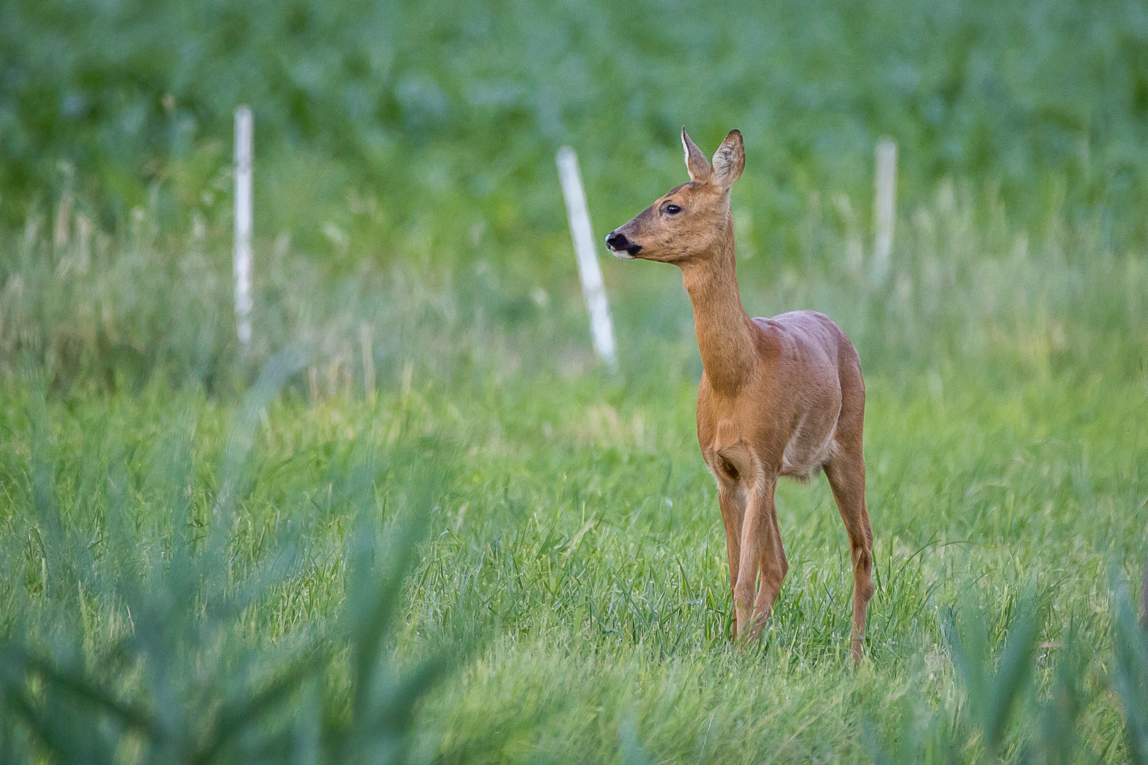 Diese Rehgeiss .... Foto & Bild | tiere, wildlife, fotos Bilder auf ...