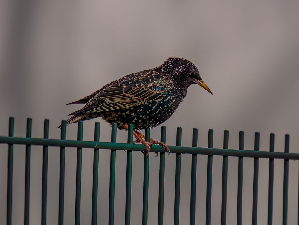 Diese Stare Foto & Bild | tiere, wildlife, wild lebende vögel Bilder ...