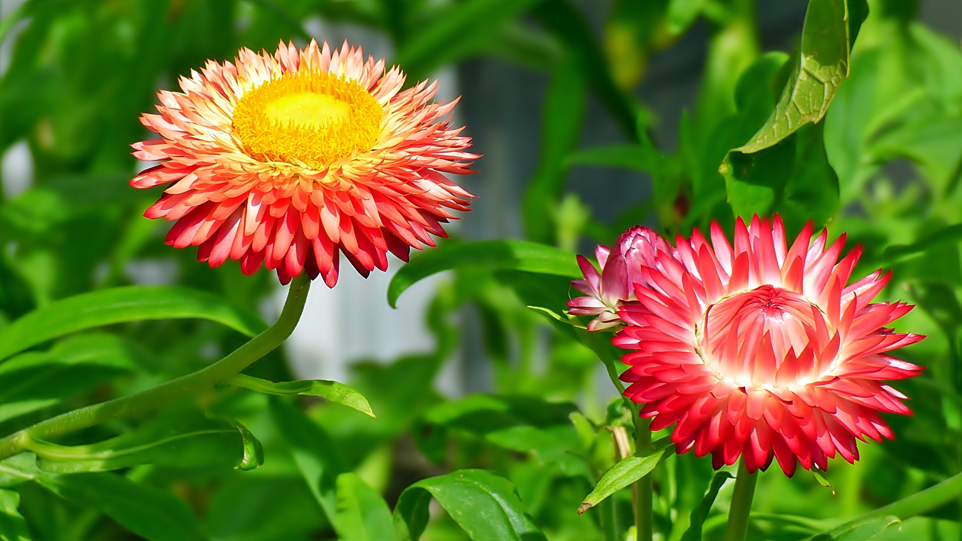 Diese Strohblumen . . . Foto & Bild | pflanzen, pilze & flechten ...