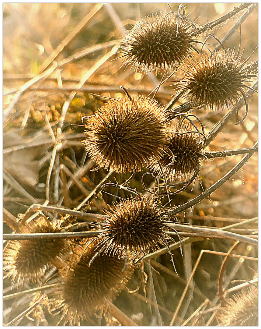 Diese vielköpfige wilde Karde Foto & Bild | pflanzen, pilze & flechten ...