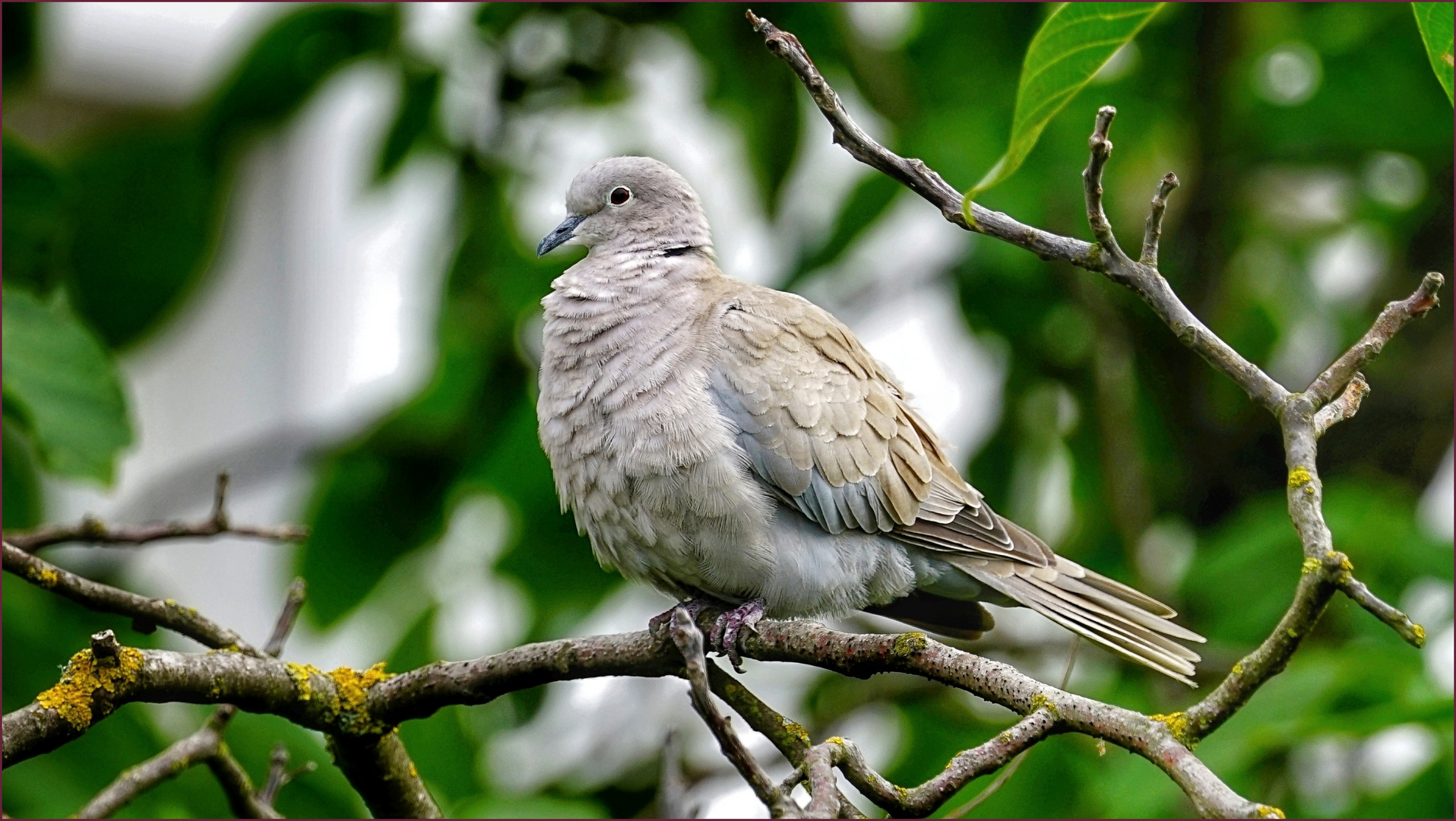 Diese Wildtaube kommt .... Foto & Bild | tiere, wildlife, wild lebende ...