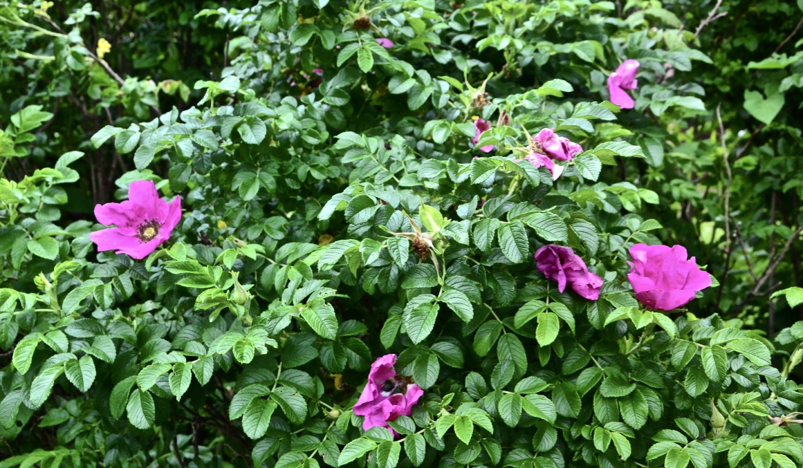 Diesen blühenden Strauch … Foto & Bild | world, spezial, wald Bilder ...