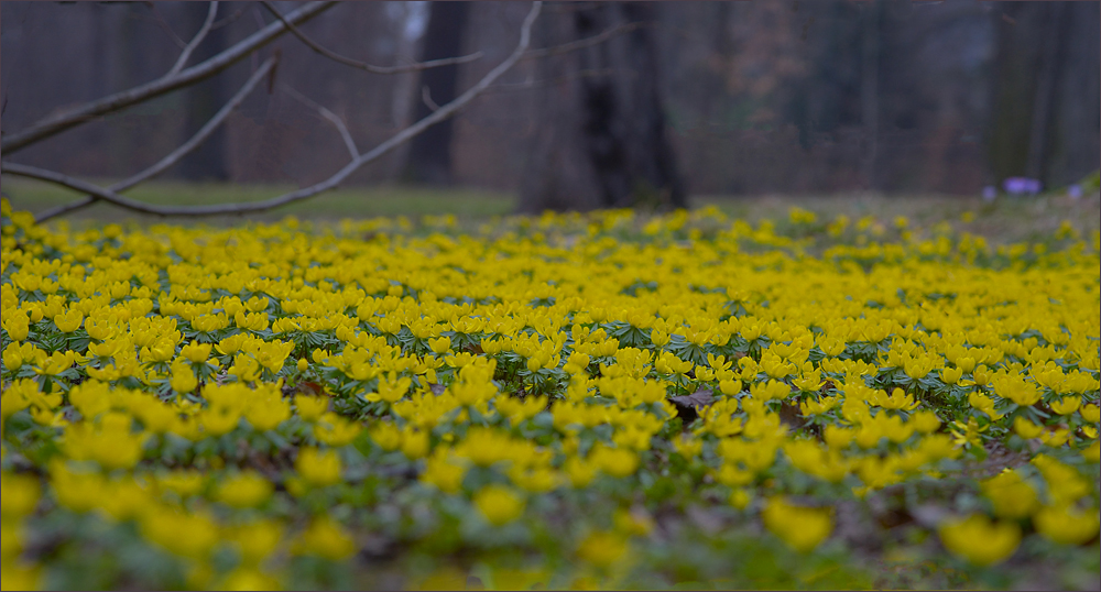 Diesen Blumenteppich…, Foto & Bild | pflanzen, pilze & flechten, blüten ...