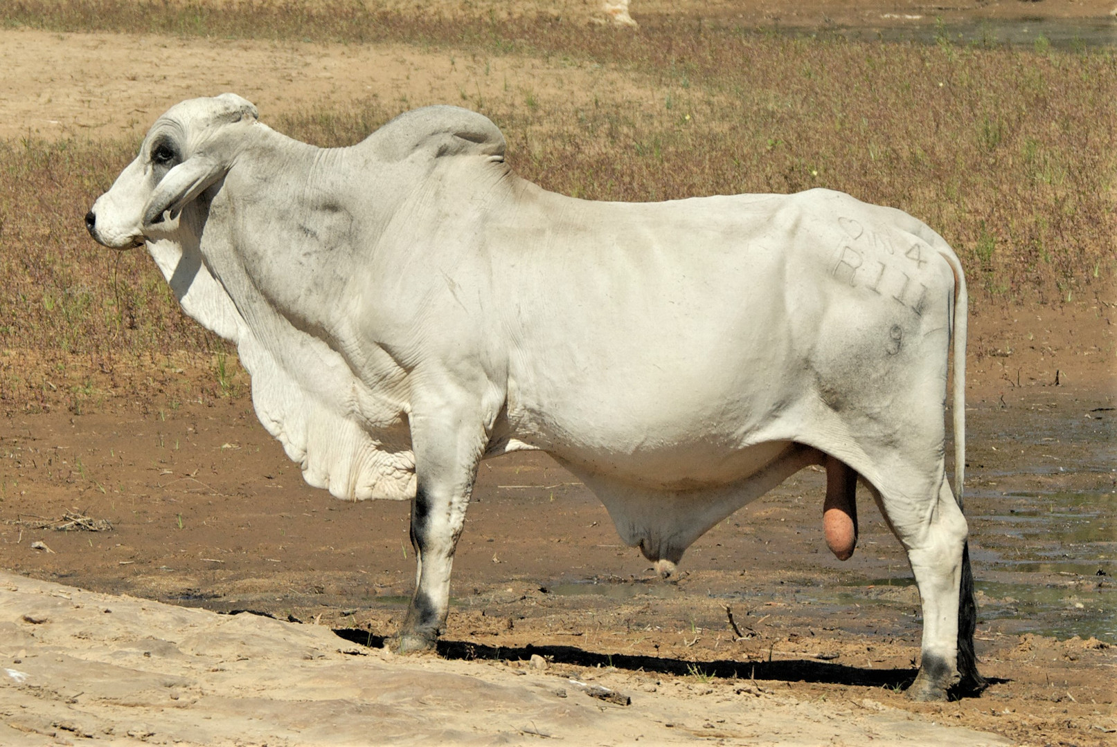Diesen Bullen sollte man nicht reizen... Foto & Bild | natur, tiere ...