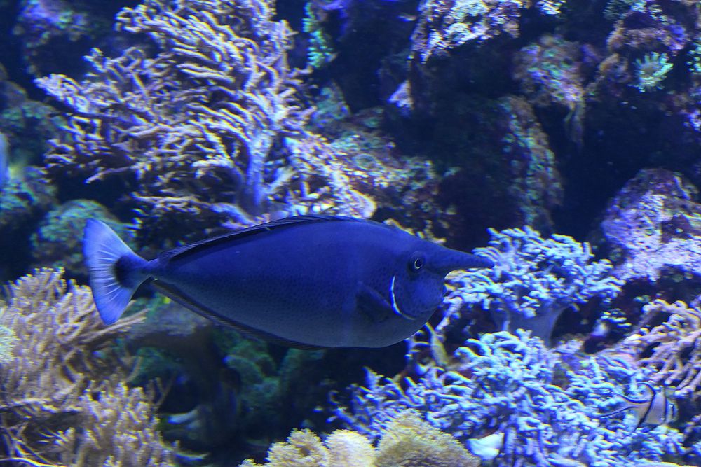 Diesen Fisch . . . Foto & Bild | projekte, 1 - montag - blue monday ...