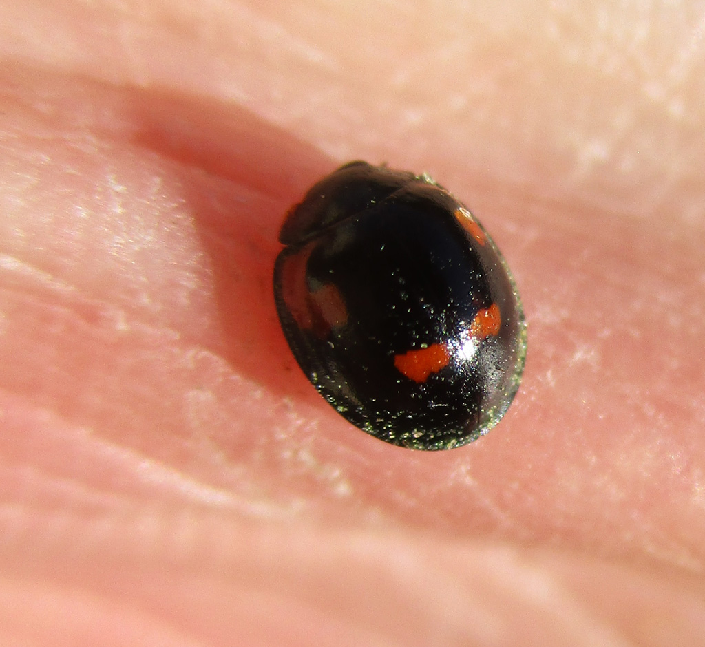 Dieser 2- bis max 3 mm große Winzling Foto & Bild | insekten, natur ...