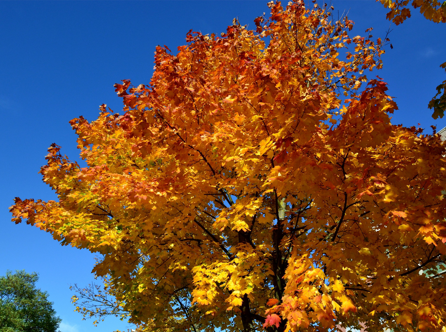 Dieser Ahornbaum steht bei mir gleich "um die Ecke". Foto & Bild ...