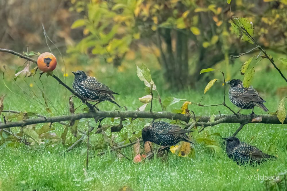 dieser Apfel Foto & Bild | natur, vögel, star Bilder auf fotocommunity
