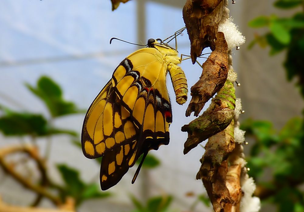 Dieser besonders schöne Falter . . . Foto & Bild | natur, zoo, tiere ...