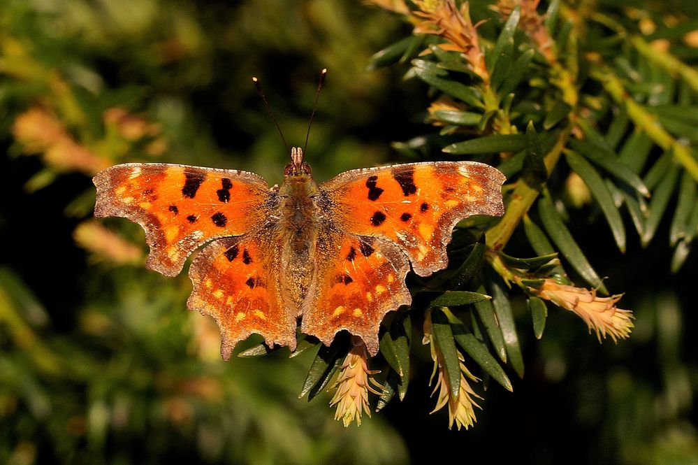 Dieser C-Falter... Foto & Bild | natur, insekten, tiere Bilder auf ...