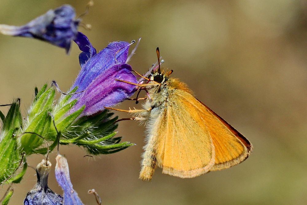 Dieser Dickkopf... Foto & Bild | natur, tiere, wildlife Bilder auf ...