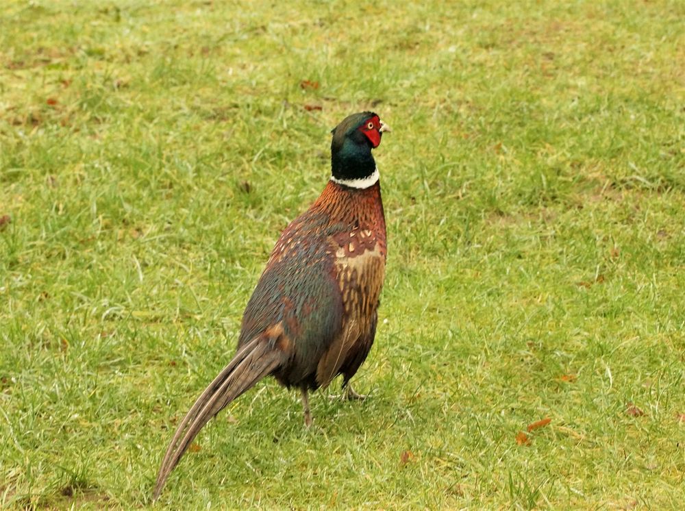 Dieser Fasan... Foto & Bild | winter, natur, pflanzen Bilder auf ...