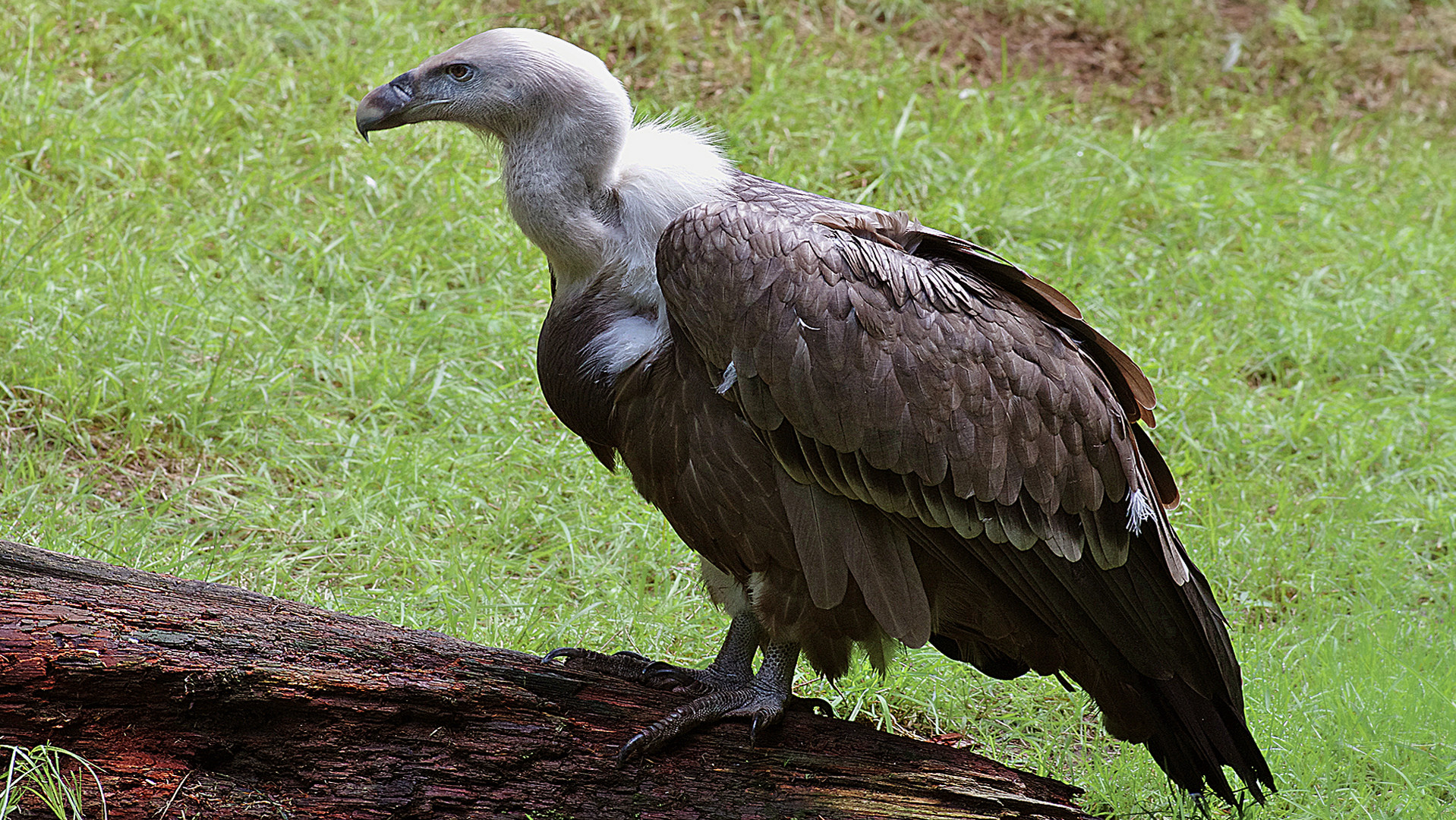 Dieser Geier ist ein Bayer Foto & Bild | deutschland, europe, bayern ...
