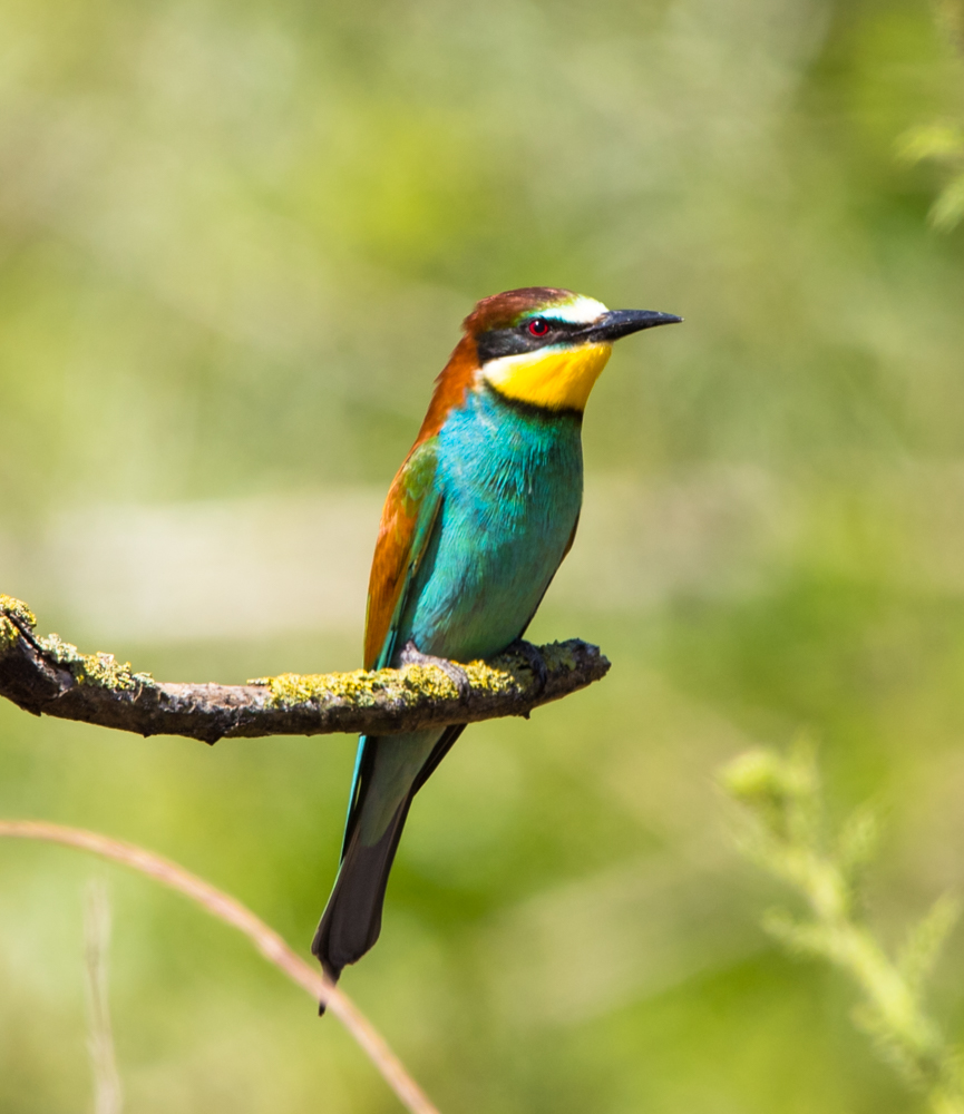 Dieser Geselle... Foto & Bild | natur, tiere, wildlife Bilder auf ...