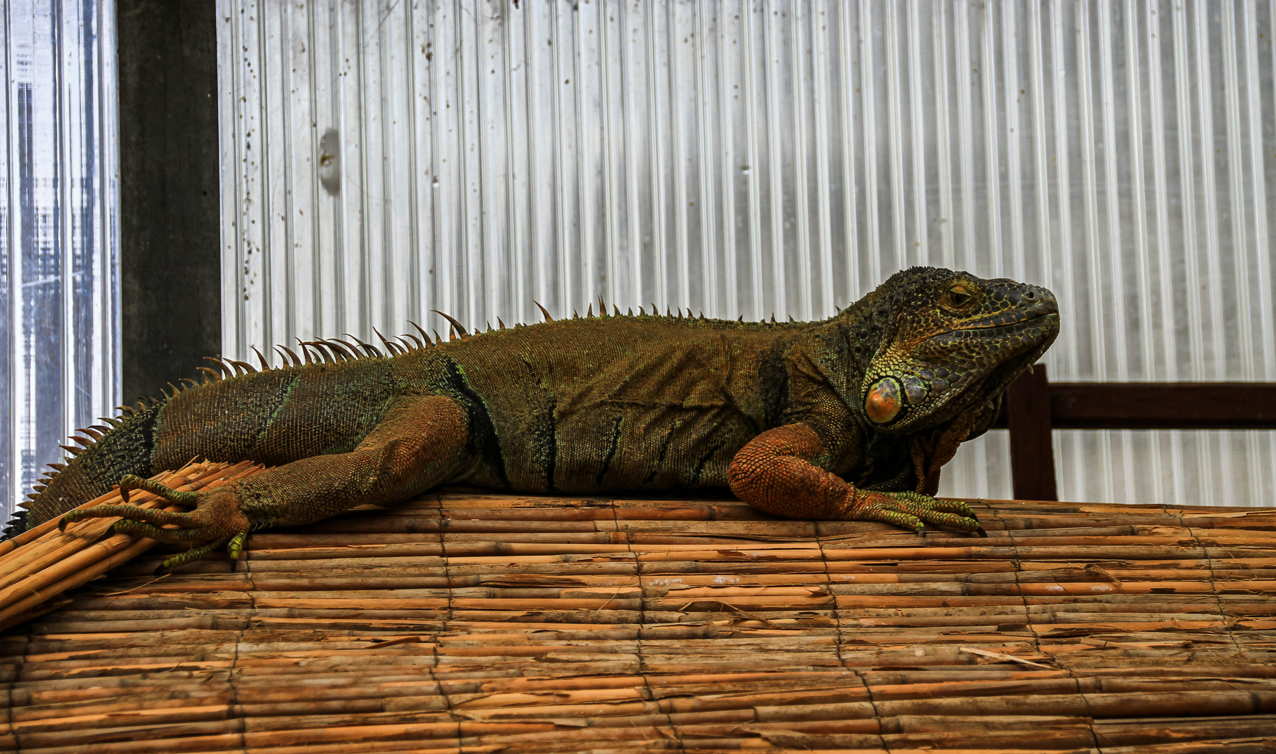 Dieser große Leguan...... Foto & Bild | tiere, zoo, wildpark ...