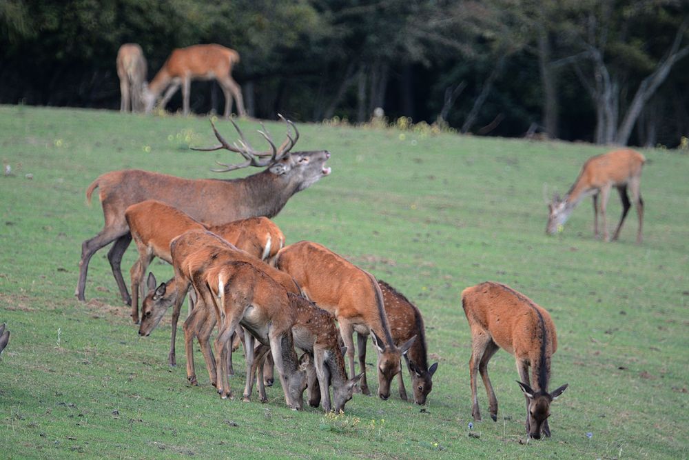 Dieser Hirsch hat nur ein sehr kleines Rudel erobert. Foto & Bild ...