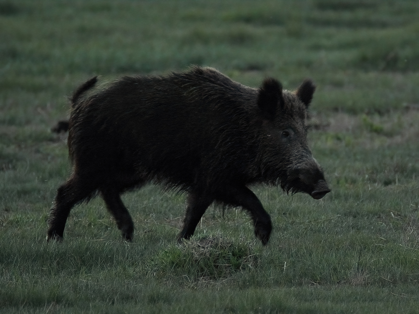 Dieser junge Keiler... Foto & Bild | tiere, wildlife, natur Bilder auf ...