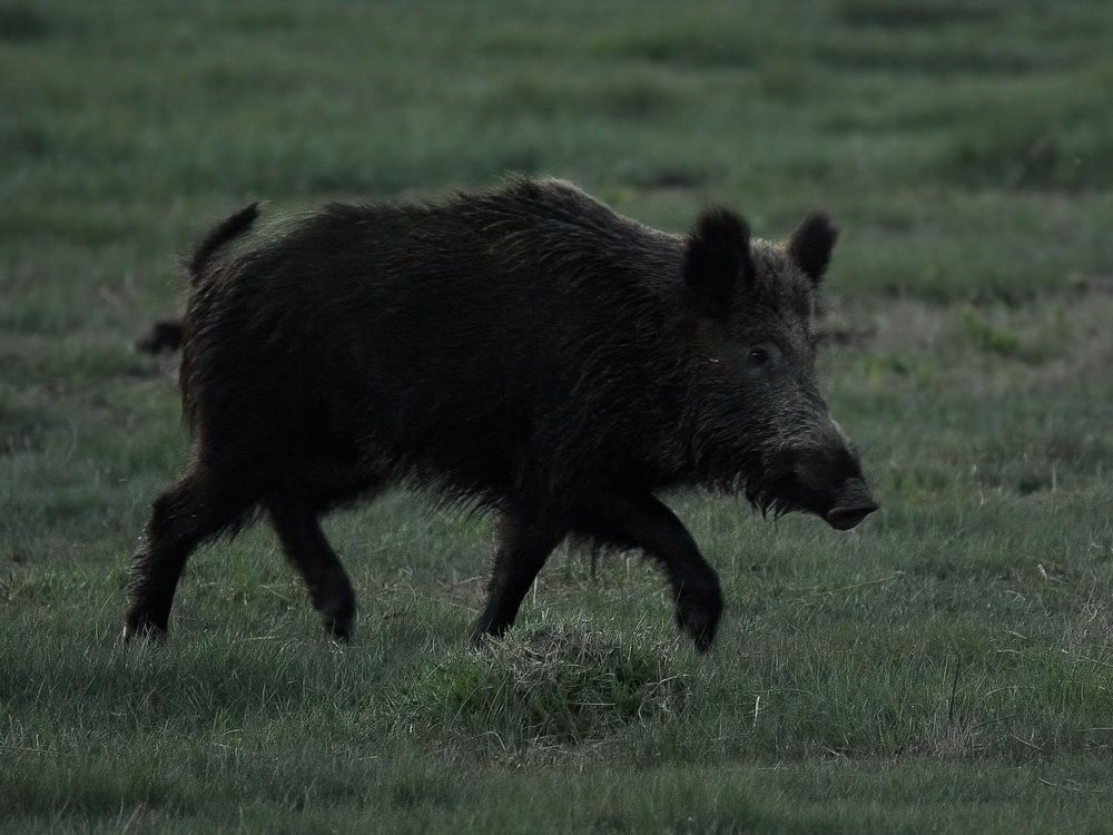 Dieser junge Keiler... Foto & Bild | tiere, wildlife, natur Bilder auf ...
