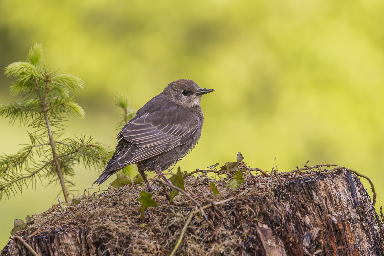 Dieser junge Star... Foto & Bild | frühling, natur, europa Bilder auf ...