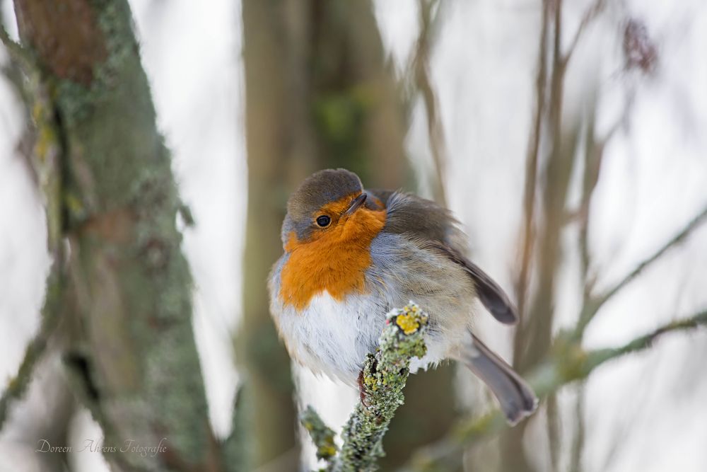 Dieser kleine freche Kerl... Foto & Bild | tiere, wildlife, wild ...