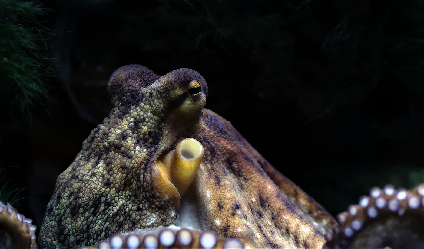 Dieser nette Krake Foto & Bild | natur, zoo, tiere Bilder auf fotocommunity