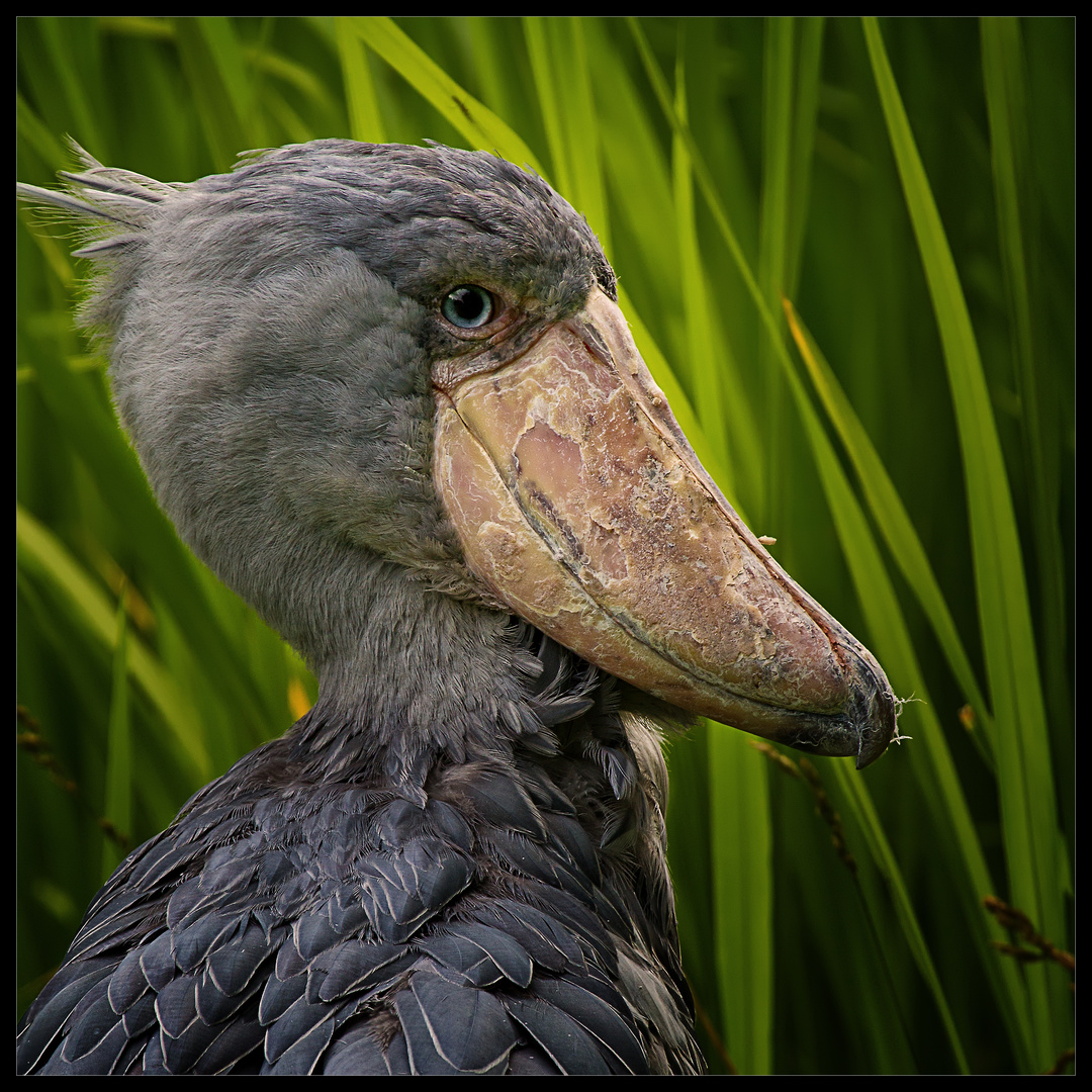 Dieser Schnabel ist in der Vogelwelt einmalig. Foto & Bild | tiere ...