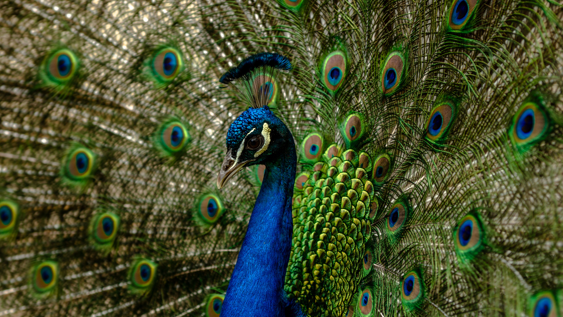 Dieser schöne Pfau Foto & Bild | tiere, zoo, wildpark & falknerei ...