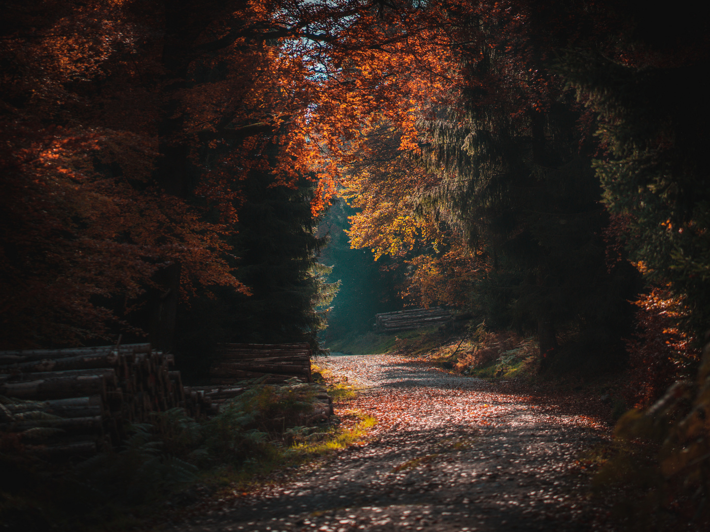 Dieser Weg | Taunus Foto & Bild | world, natur, herbst Bilder auf ...