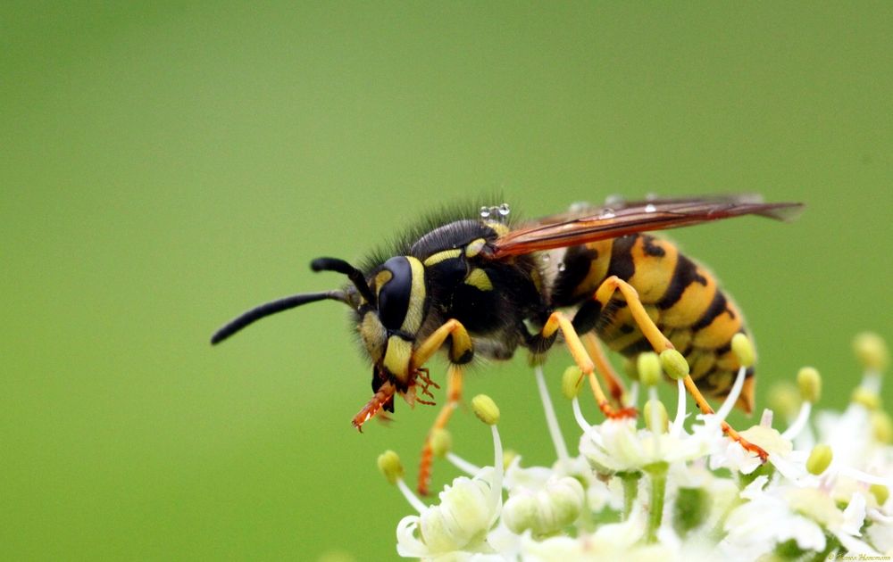 Dieses blöde Wetter aber auch... Foto & Bild | tiere, wildlife ...