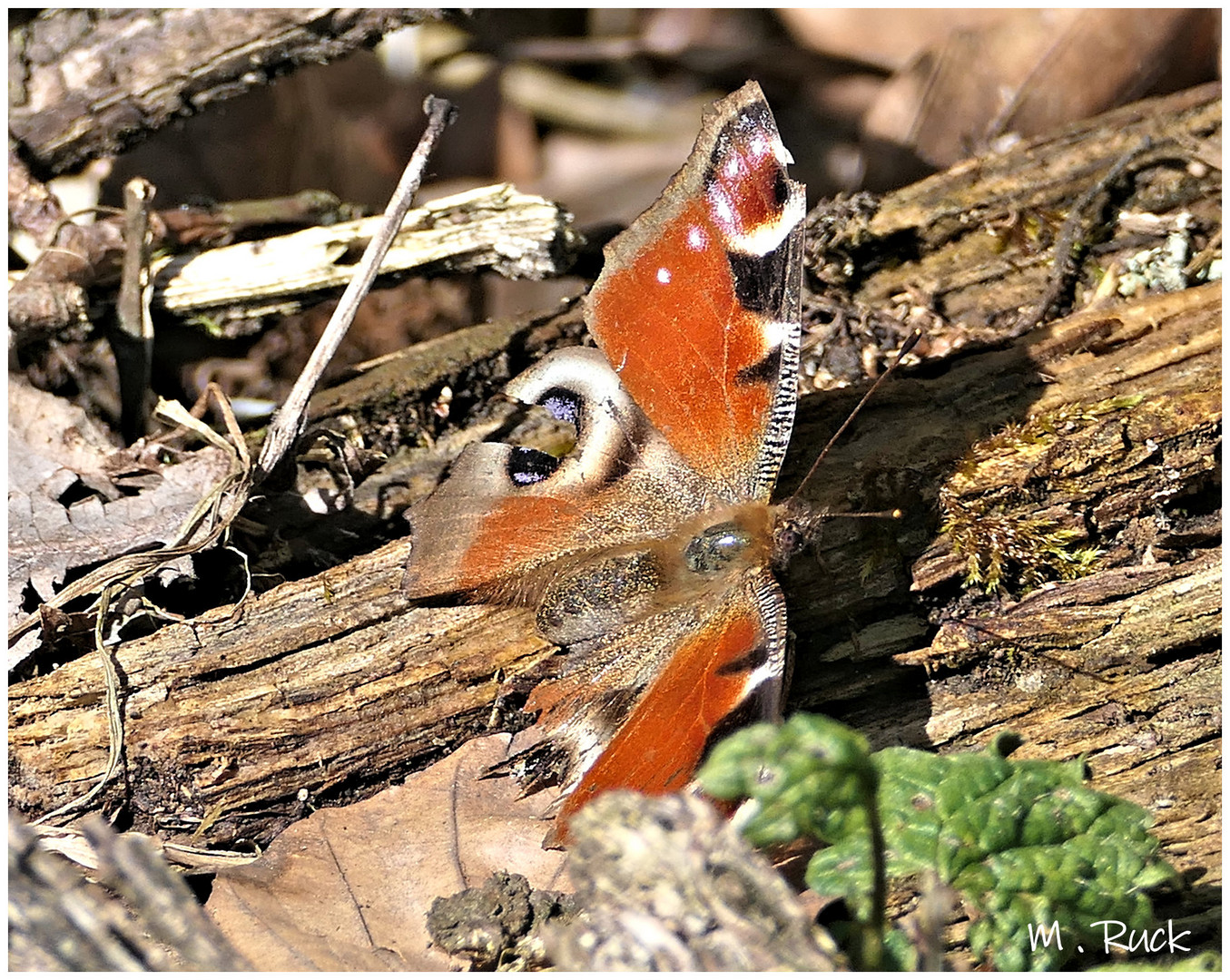 Dieses Pfauenauge hat auch schon was mitgemacht , so lädiert wie er ...