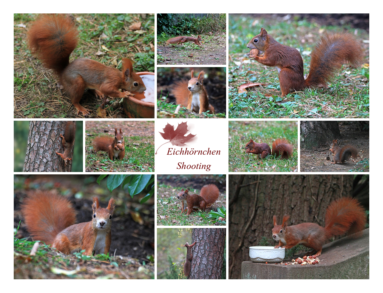Dieses Shooting... Foto & Bild | spezial, wald, eichhörnchen Bilder auf ...