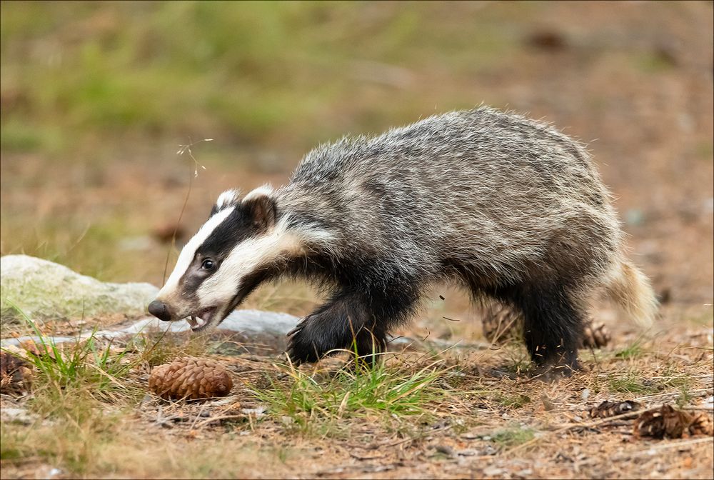 Diesmal ein Dachs! Foto & Bild | tiere, natur, workshop Bilder auf ...