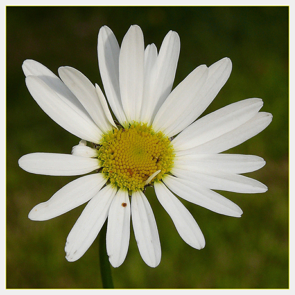 diesmal mit 1000 X 1000 Pixel Foto & Bild | pflanzen, pilze & flechten ...