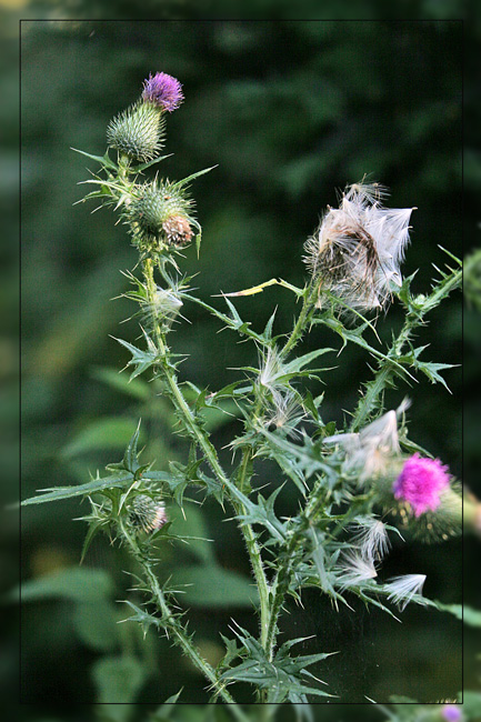 Diestel Foto & Bild | pflanzen, pilze & flechten, blüten ...