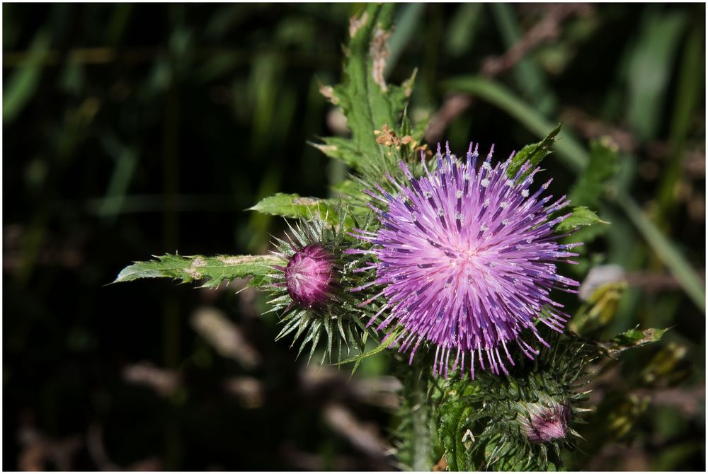 Diestel Foto & Bild | sommer, jahreszeit, natur Bilder auf fotocommunity