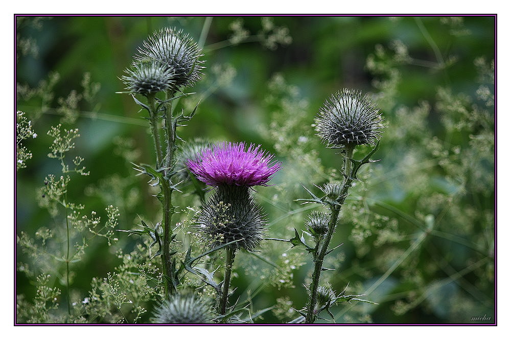 Diestel Foto & Bild | pflanzen, pilze & flechten, blüten ...