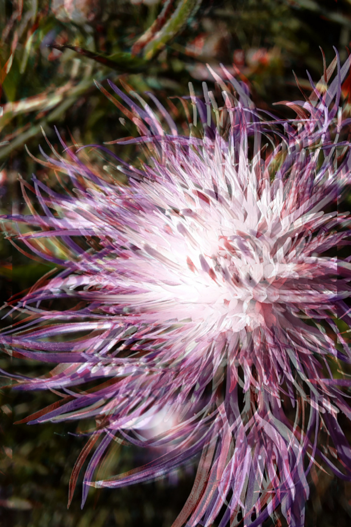 Diestel from outer space... Foto & Bild | natur, abstrakt, pflanzen ...