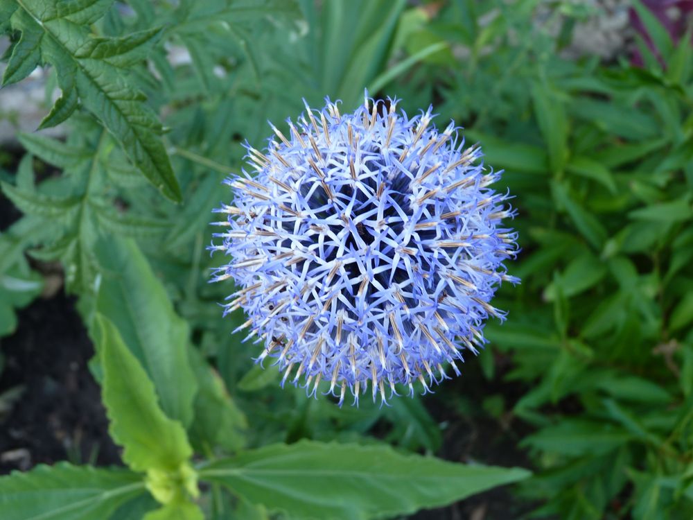 Diestel ganz nah Foto & Bild | landschaft, natur Bilder auf fotocommunity