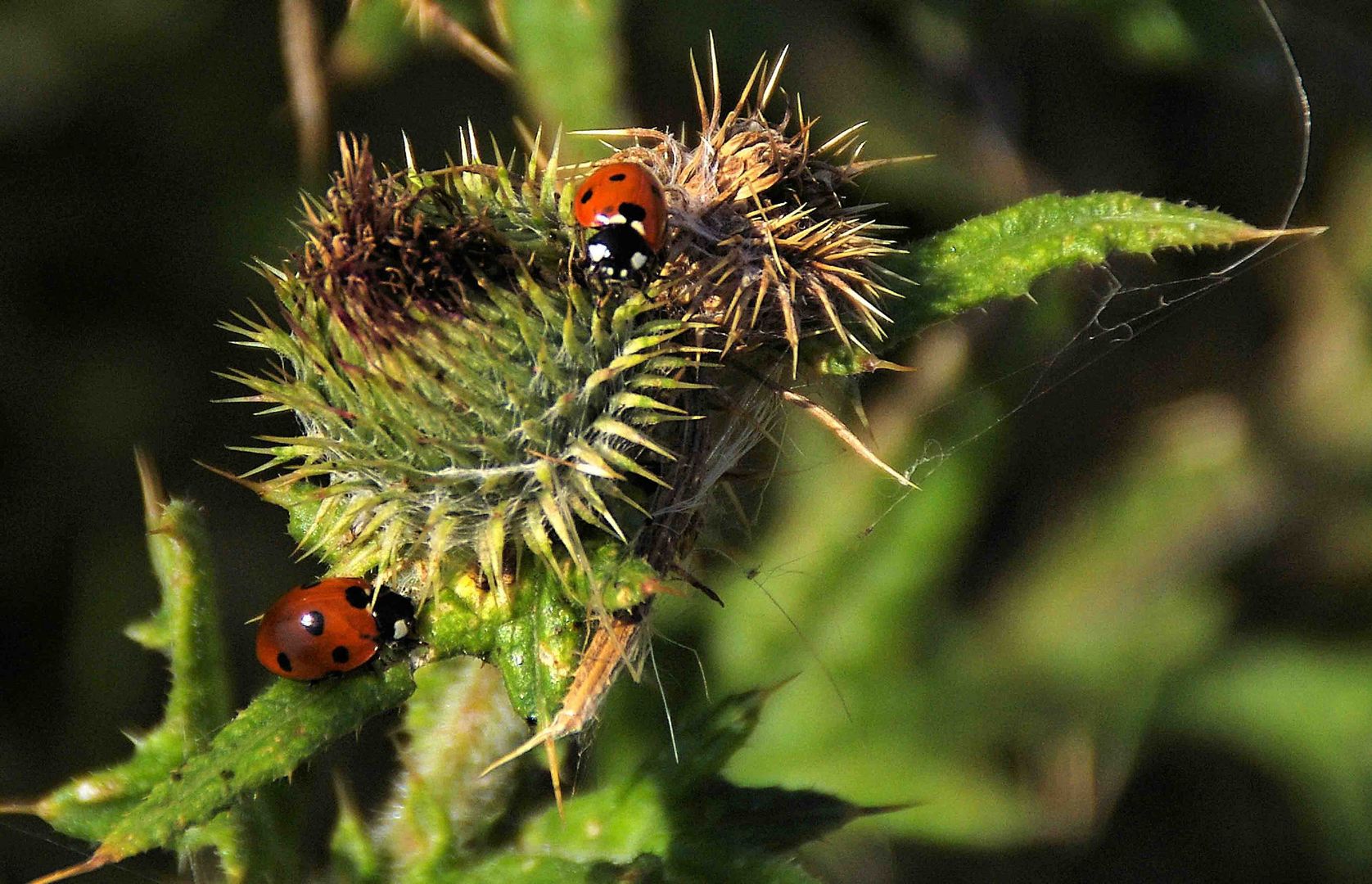 Diestel mit Besucher Foto & Bild | pflanzen, pilze & flechten, blüten ...