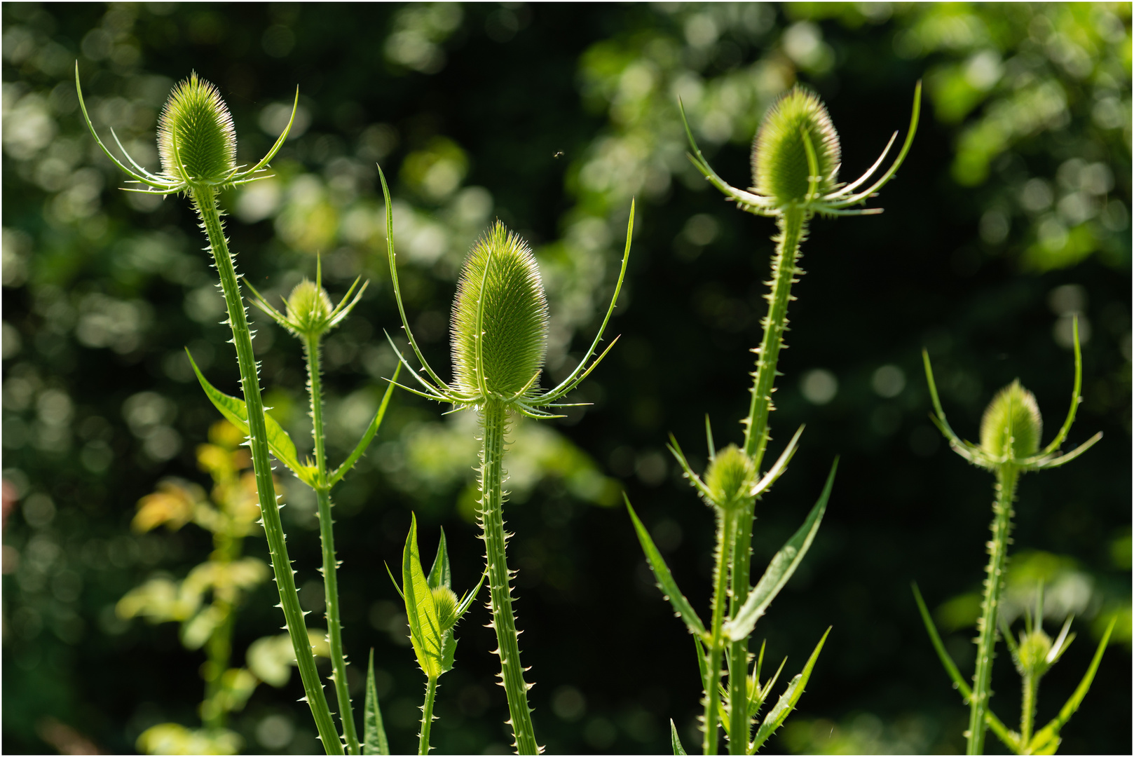 "Diesteln im Gegenlicht" Foto & Bild | pflanzen, pilze & flechten ...