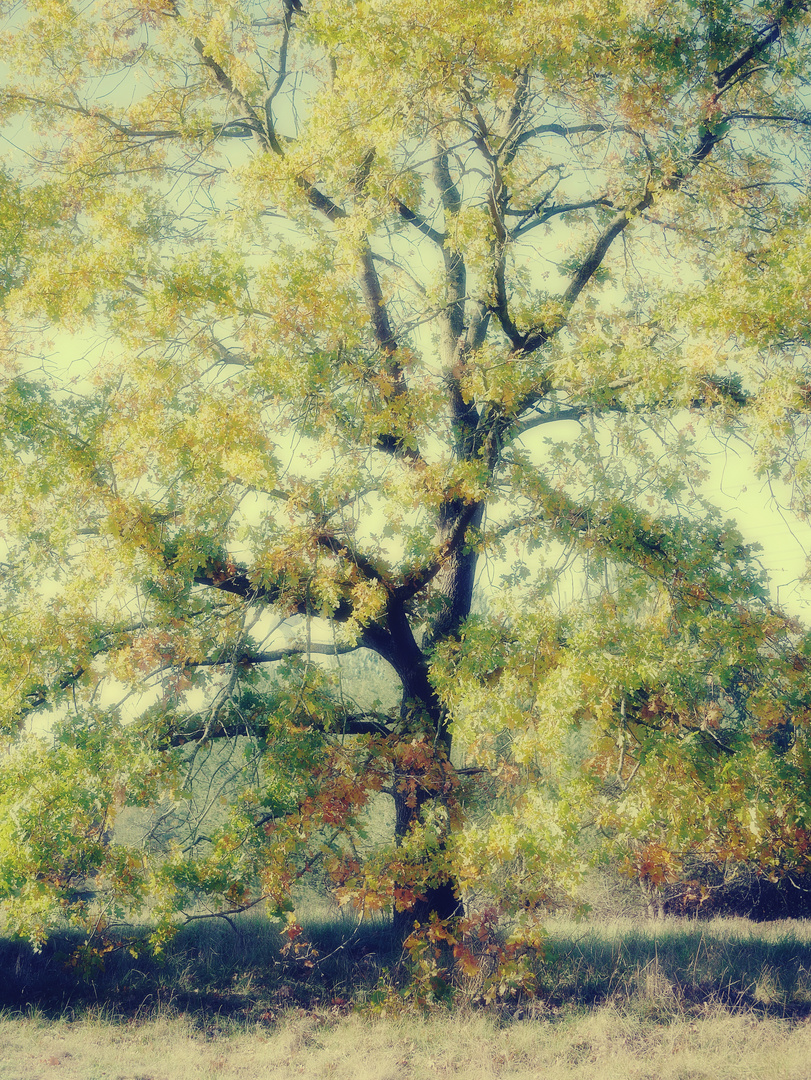 diffus Foto & Bild | experimente, pflanzen, pilze & flechten, bäume ...