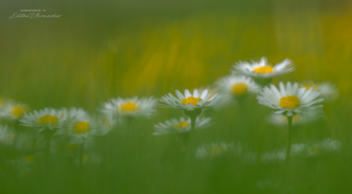 diffus Foto & Bild | pflanzen, pilze & flechten, blüten ...
