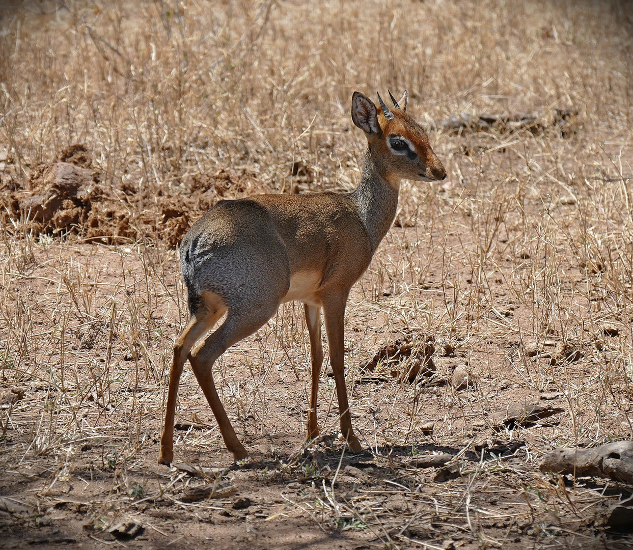 Dig Dig ist Foto & Bild | tiere, wildlife, säugetiere Bilder auf ...