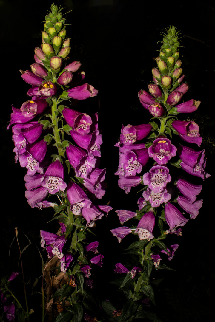 Digitalis purpurea Foto & Bild | blue, flower, flowers Bilder auf ...