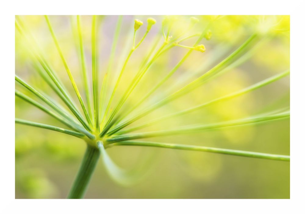 Dill Foto & Bild | abstraktes, strukturen, sommer Bilder auf fotocommunity