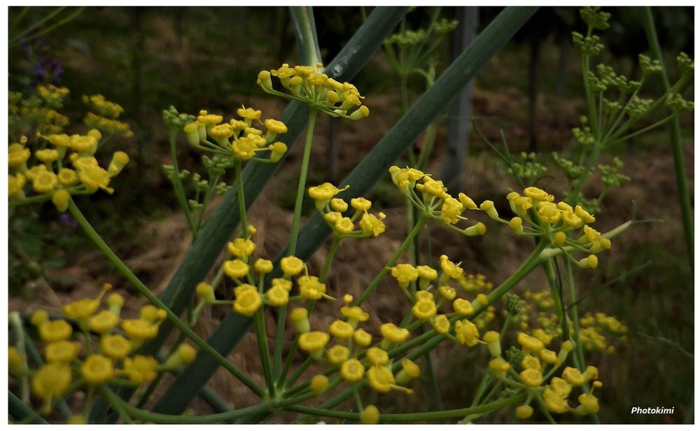 Dill Foto & Bild | spezial, mittwochsblümchen, projekte Bilder auf ...