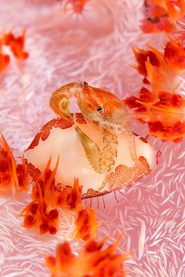 Adriano Morettin - Fotos & Foto - Autore di Trieste, Italia | fotocommunity